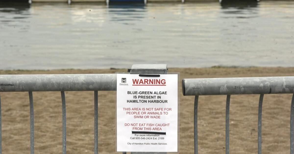 Pier 4 beach in Hamilton Harbour closed due to toxic algae