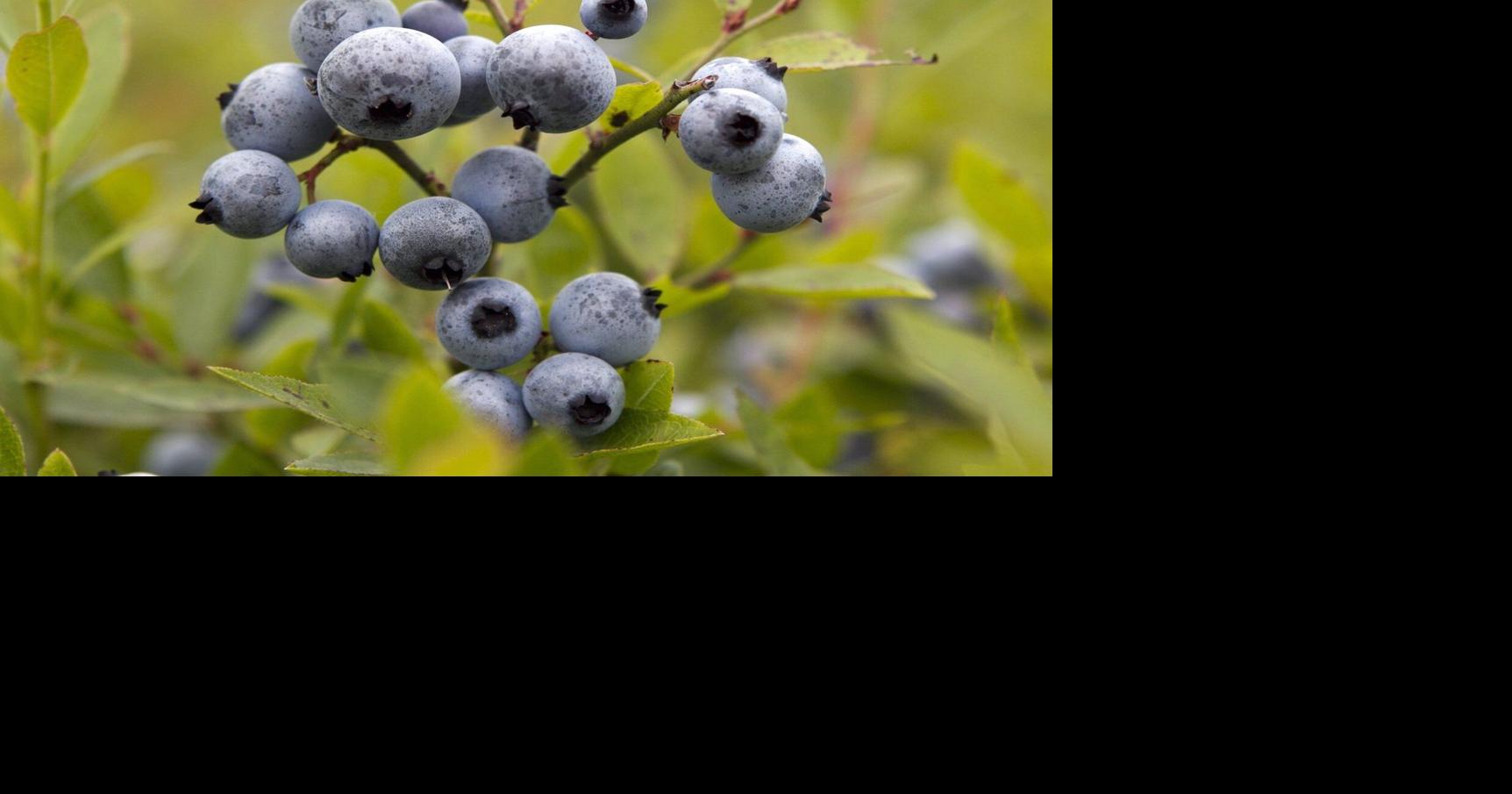 Prolonged drought stunts the renowned wild blueberry crop in the Maritimes