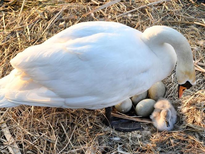Baby cygnets at Bayfront