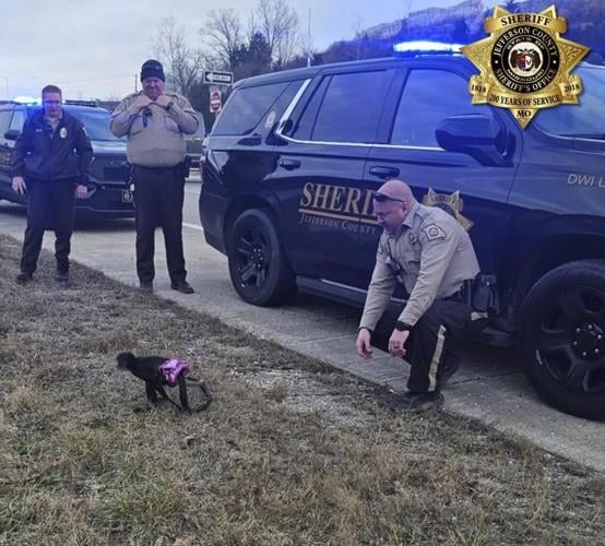 Monkey in a tutu escapes from a home. Missouri sheriff's office says ...