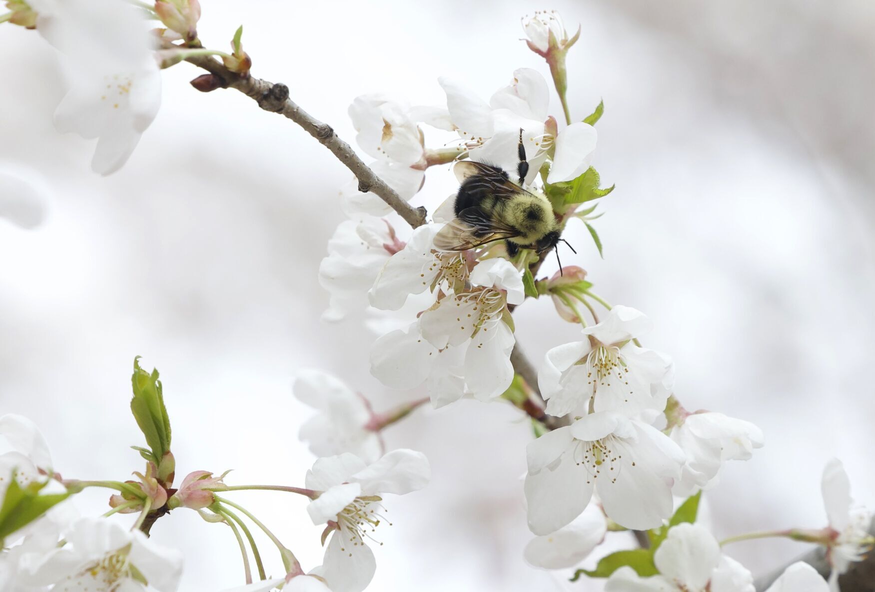 Cherry blossoms are at peak bloom in Hamilton