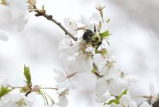 Cherry blossoms are at peak bloom in Hamilton