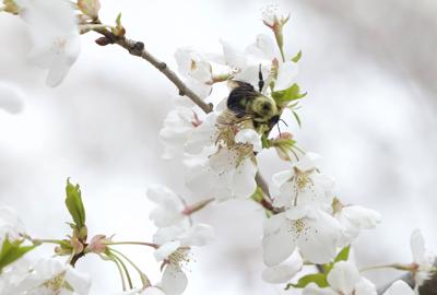 Cherry blossoms are at peak bloom in Hamilton