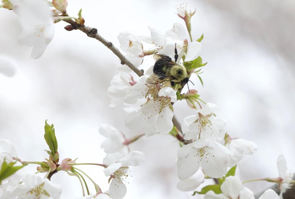 Cherry blossoms are at peak bloom in Hamilton