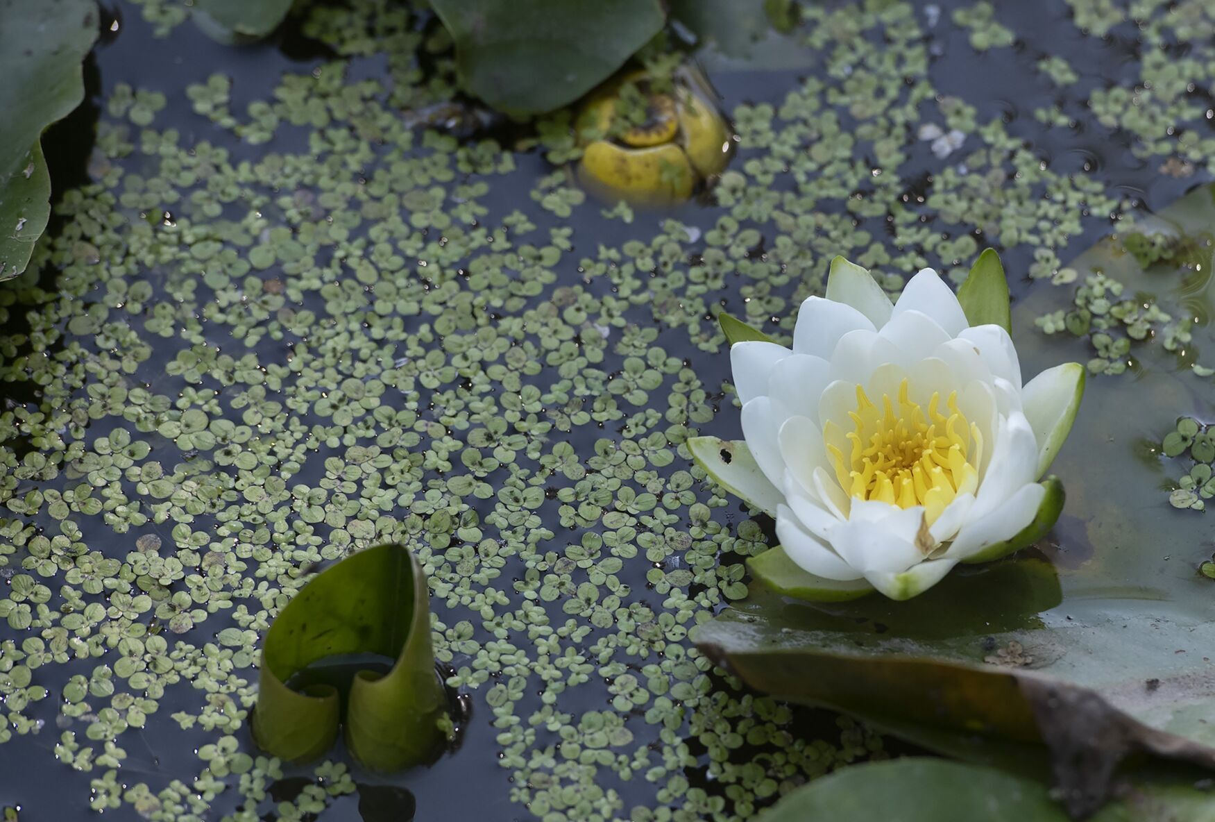 Wild rice bounces back in Cootes Paradise