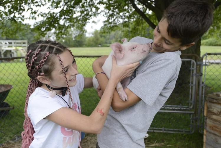 Norfolk kids help cops corral piglet loose on rural road
