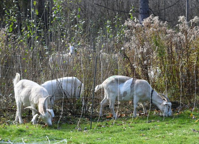 Goats tackle invasive plants in Hamilton