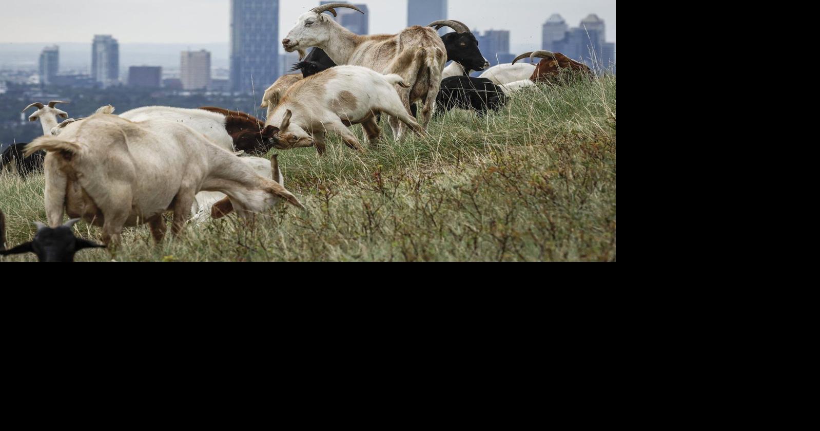 Hungry goats chow down on unwanted vegetation in Calgary park