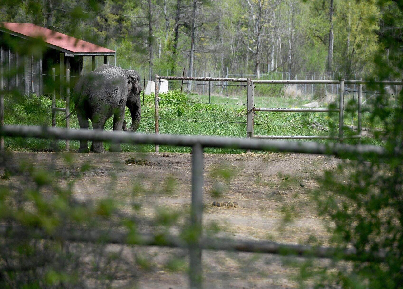 Bill S-15 that would have banned elephants in zoos dies