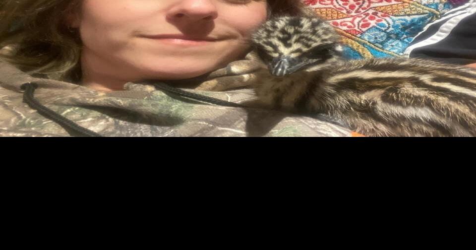 Family grieving after intruders brutally kill pet emu
