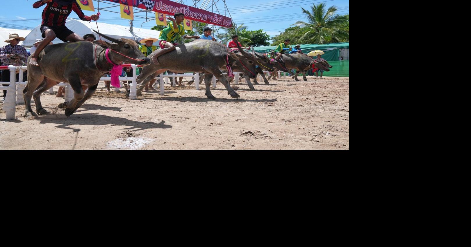 A beauty pageant for buffaloes in Thailand raises status of the humble ...