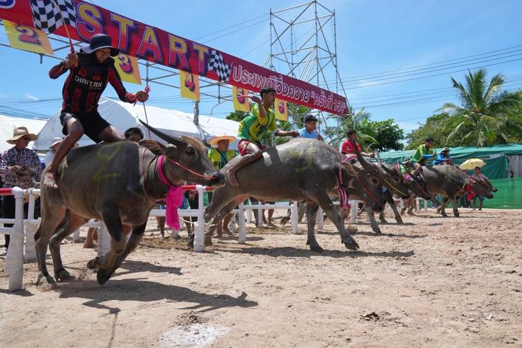 Photos show a water buffalo festival in Thailand at the start of ...