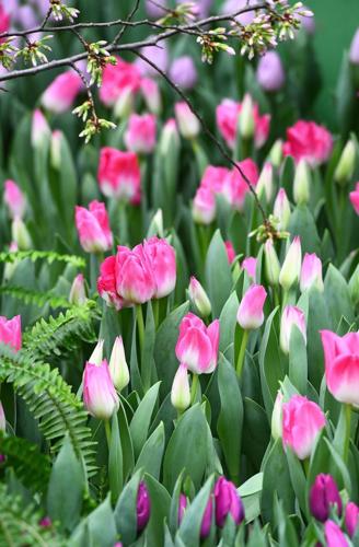 Spring has sprung at Gage Park