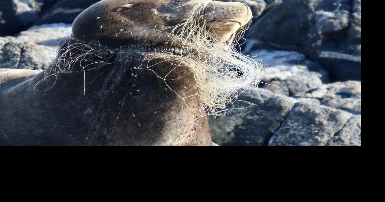 Sea lion with netting embedded in his neck, sealing mouth shut, rescued ...