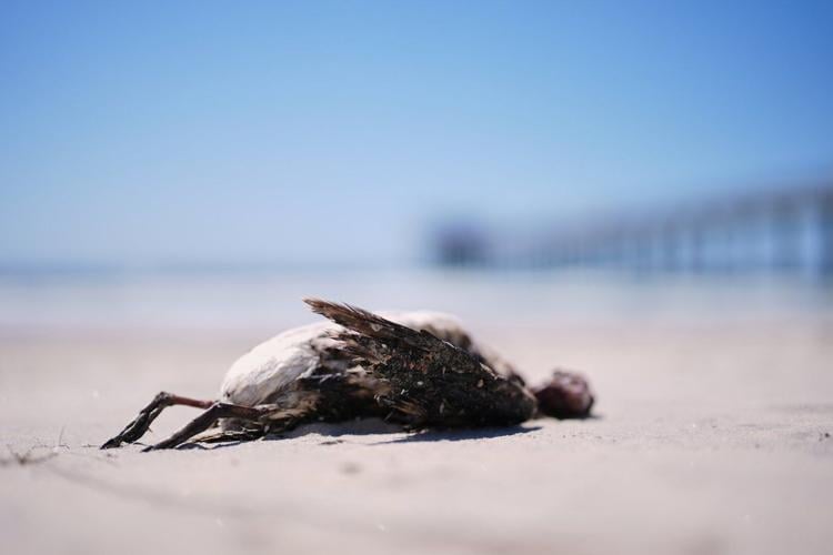 A marine heat wave caused seabird deaths off California. El Nino could ...