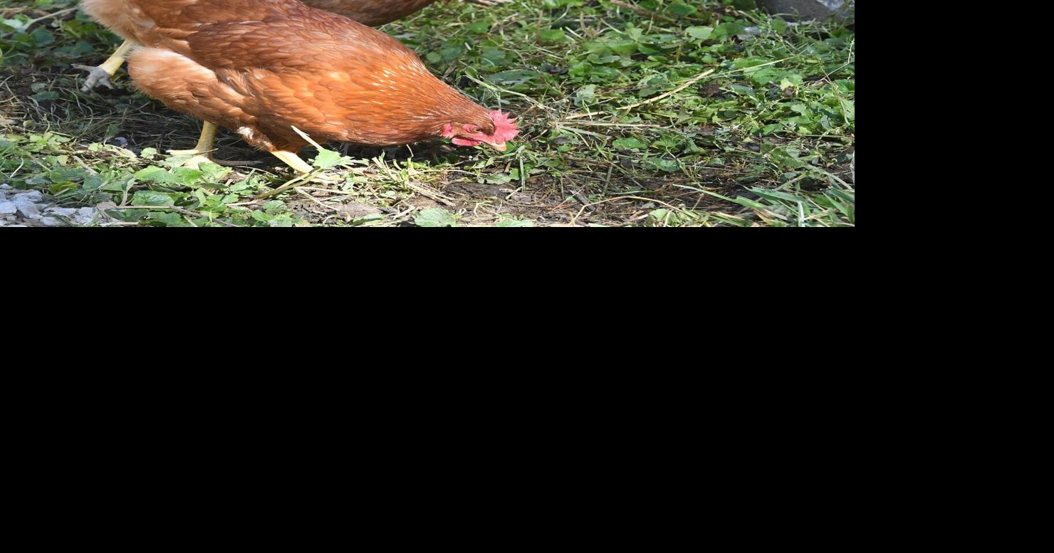 Brant seeks input on backyard chickens