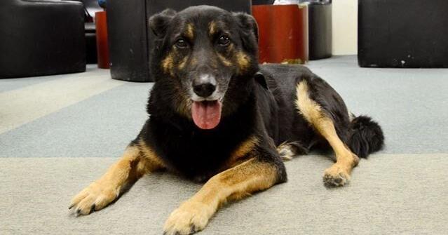 After working like a dog for four years at McMaster University, Liam ...