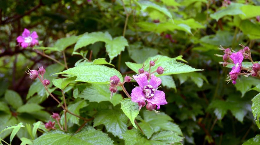 Giving a garden back to nature