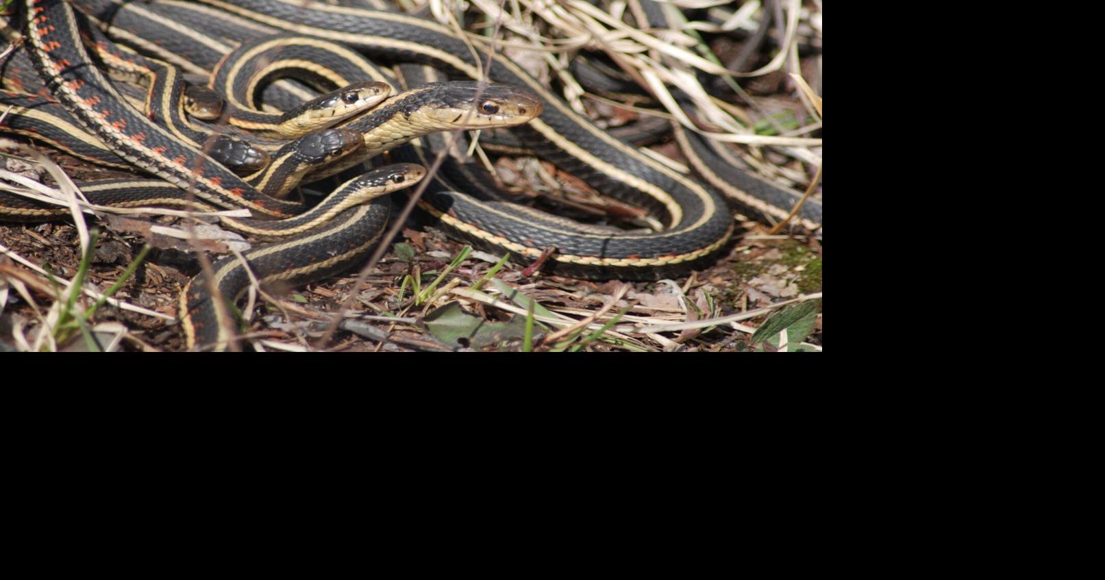 From the ashes of wildfires, the snakes of the North slither on