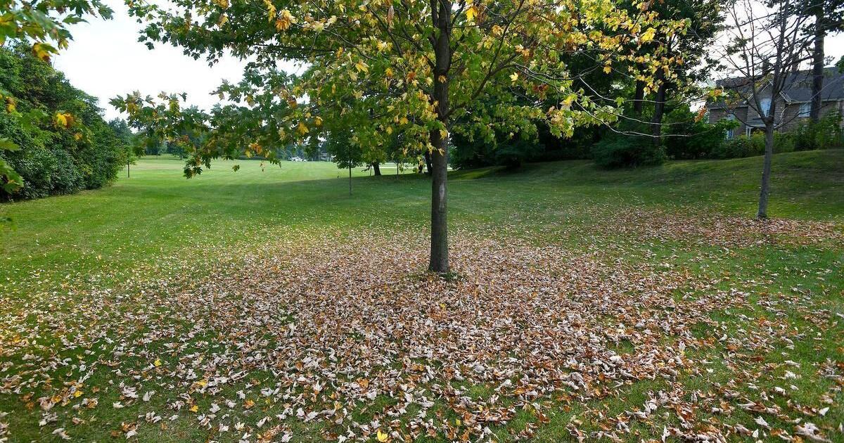 ‘Goldilocks kind of summer’: What is behind this longer, warmer ...