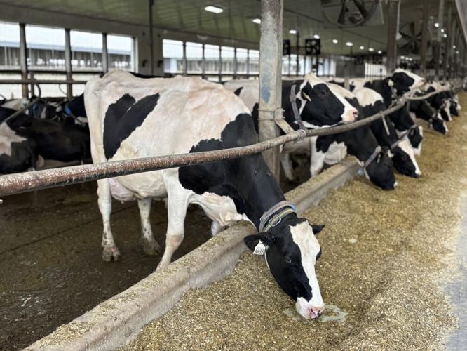 Summit Station Dairy gives city dwellers taste of farm life