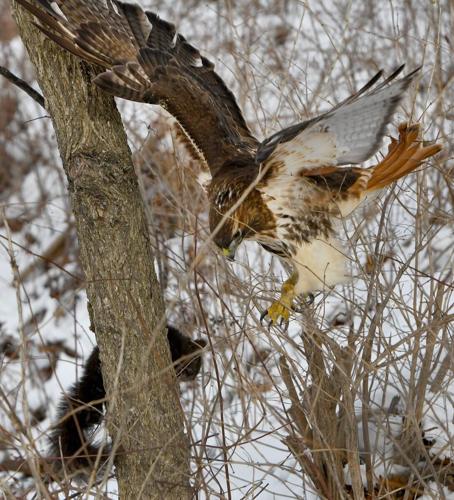 Fight for survival at Princess Point: Getting squirrelly with a red ...