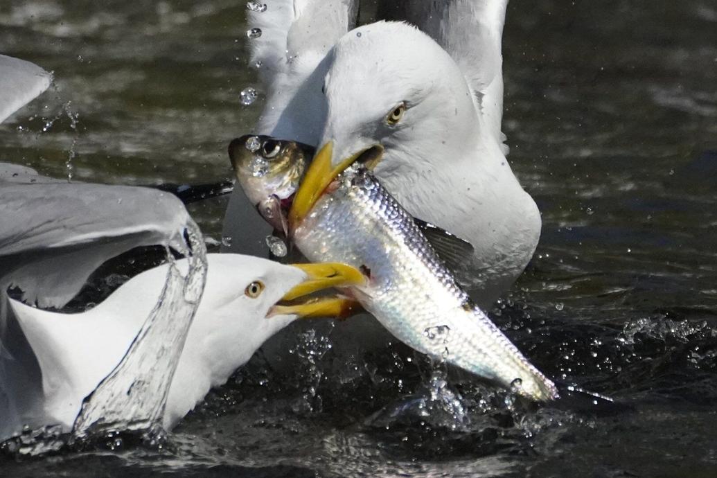 Seven accused of illegally catching gaspereau near fish ladder in Cape ...