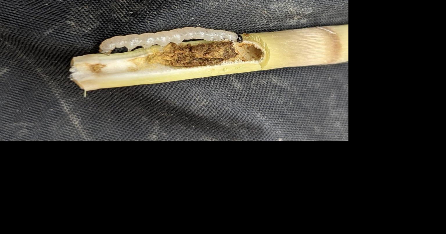 What are invasive phragmites and how are we to control them?