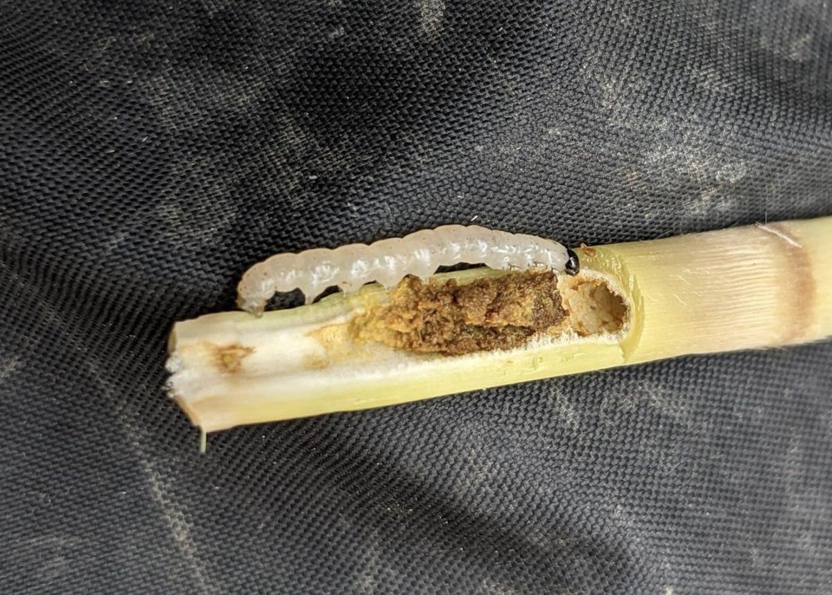 What are invasive phragmites and how are we to control them?