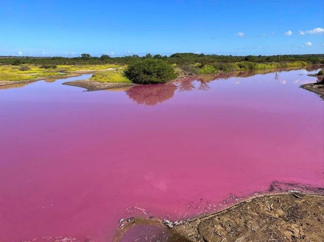 Wildlife refuge pond in Hawaii mysteriously turns bright pink. Drought ...