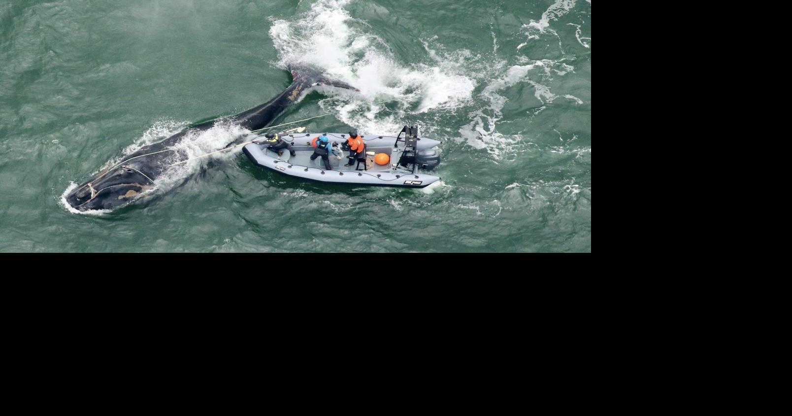 In wake of right whale's death, feds launch overdue whale-safe gear ...