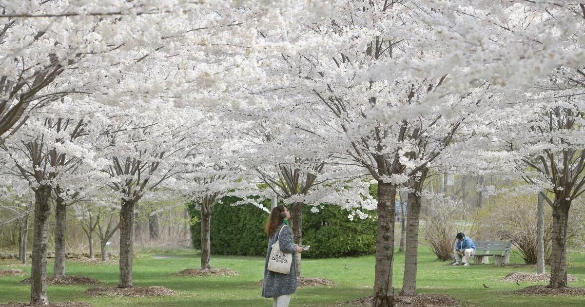 Cherry blossoms bloom across Hamilton