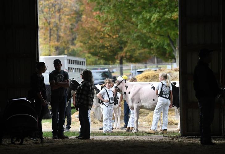 Have a cow at the Rockton fair