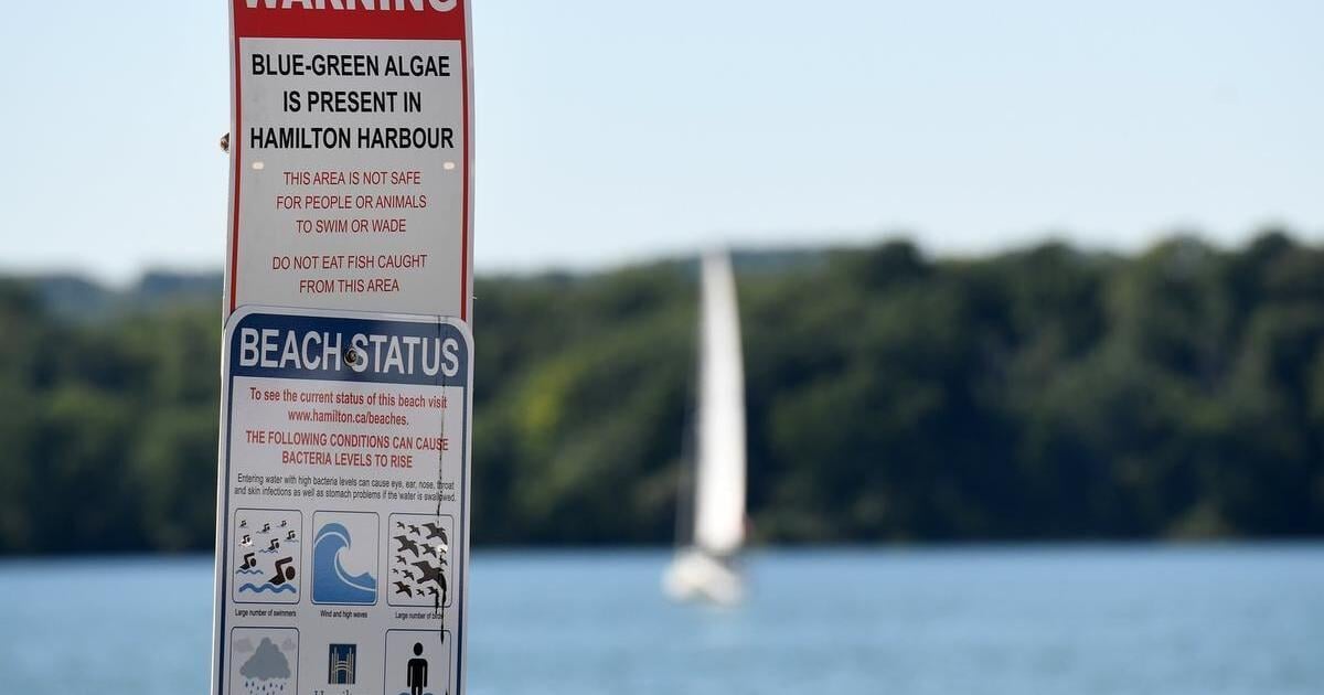 Toxic blue-green algae closes Hamilton’s Pier 4 beach