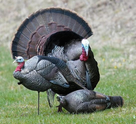 Wild turkeys one of the ‘great conservation success stories’