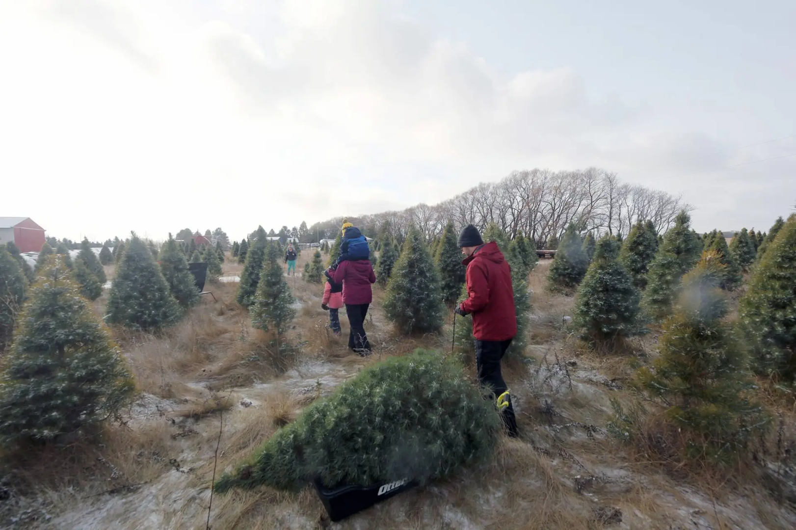 ‘Experience’ the key when it comes to U-Cut trees