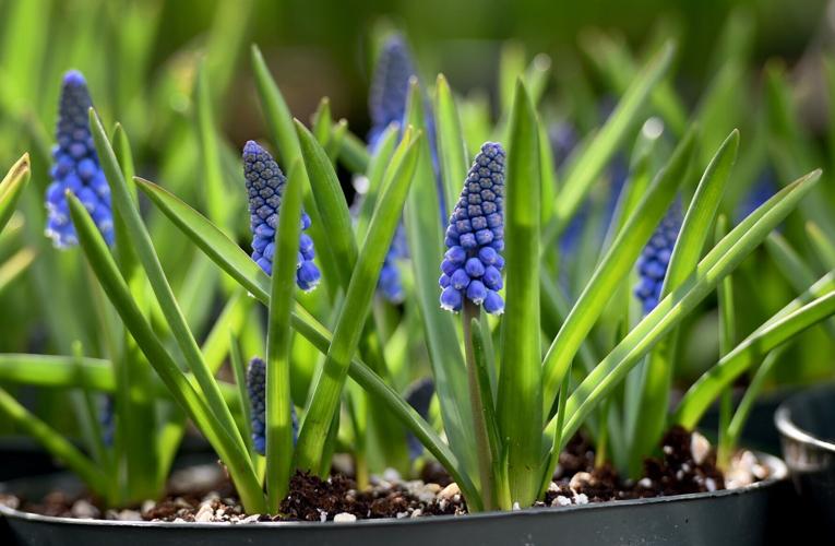 Things to do around Hamilton this weekend