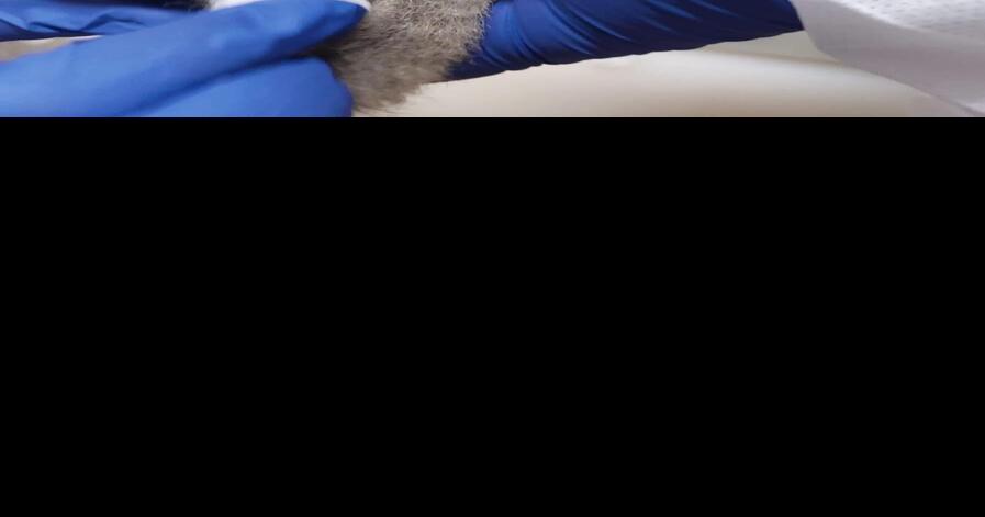 Rare red panda cub born at Toronto Zoo