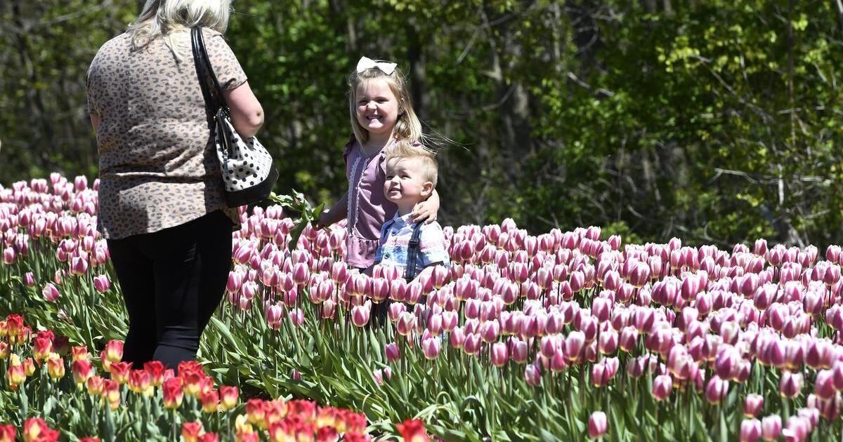 Tulips as far as the eye can see at Tasc U-Pick farm in Fenwick