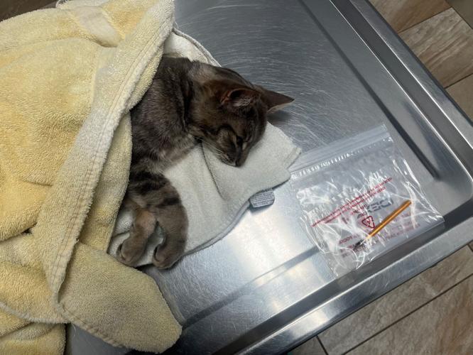 'It's so scary': Cat shot with crossbow in Hamilton's North End