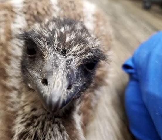 Family grieving after intruders brutally kill pet emu