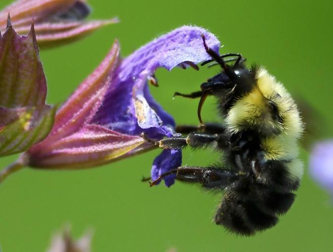 Celebrate pollinators during National Pollinator Week