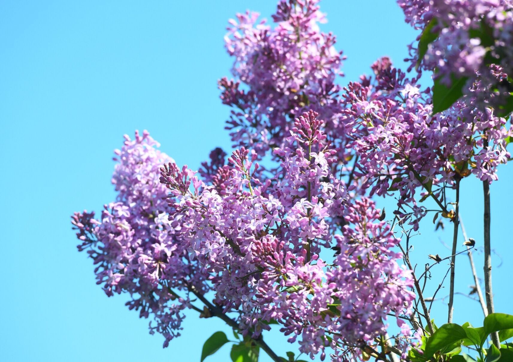 Lilacs in bloom at Royal Botanical Gardens’ Arboretum