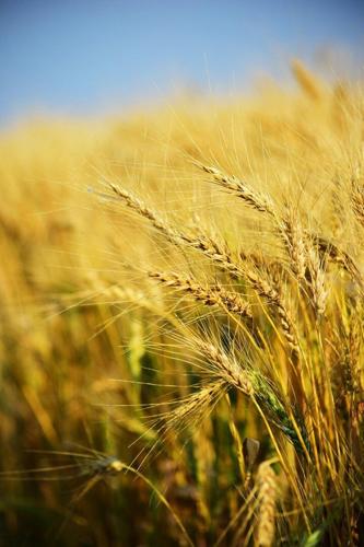 Gene editing leads to drought-resilient wheat