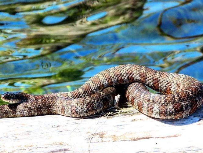 Norfolk explorer crosses Canada in search of native snakes