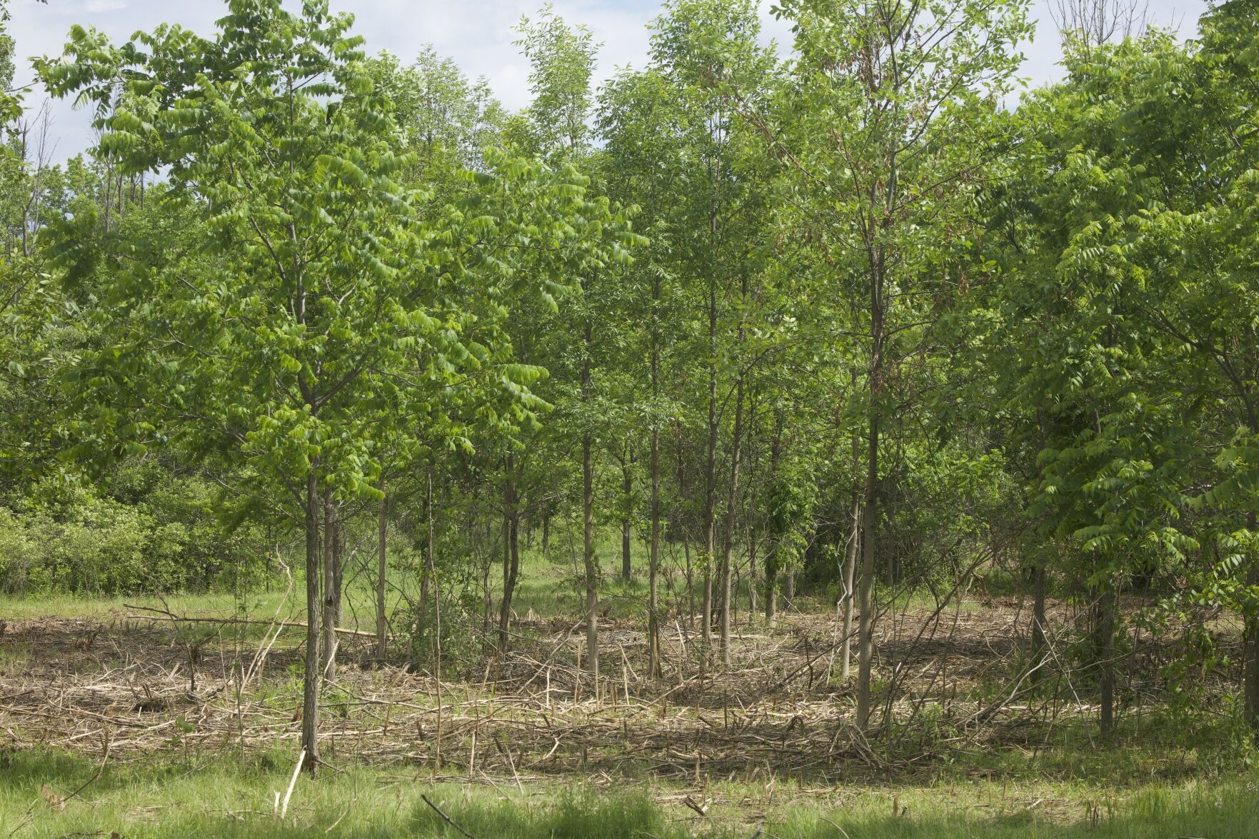 Stop-work order issued on Waterdown lot over tree-cutting concerns