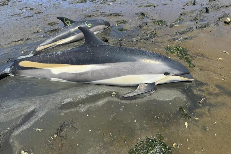 Dolphin mass stranding on Cape Cod found to be the largest in US history
