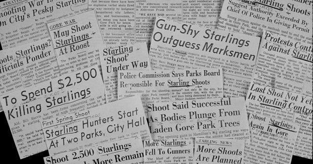 Jan. 25, 1954: The infamous Gore Park bird shoot