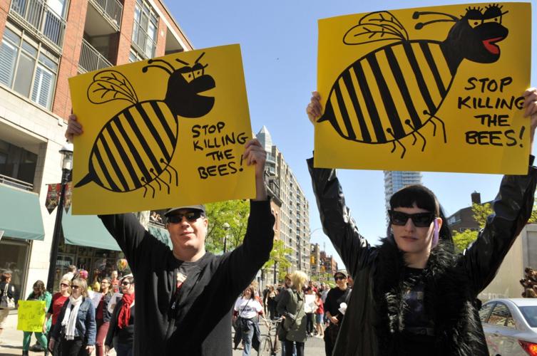 Wild bees are under threat, but we can help