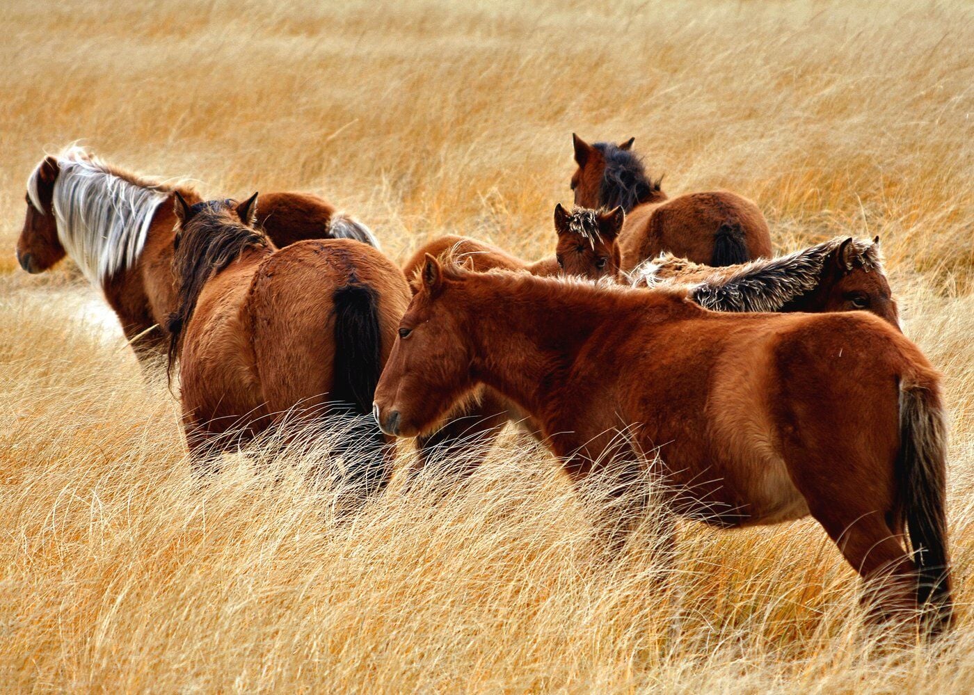 New book explores the rugged adaptability of Sable Island, N.S.'s wild ...